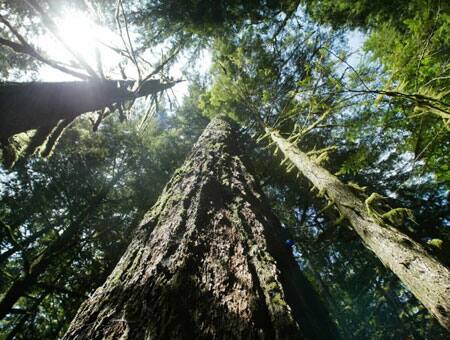 Climate scientists bark up the big tree | Environment News | Zee News