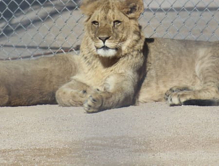 Modern day lion`s ancestor lived 124,000 years ago | Environment News ...