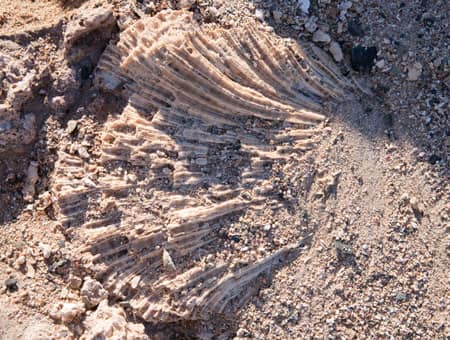 Scientists unearth over 500-mln-year old rare fossilized embryos ...