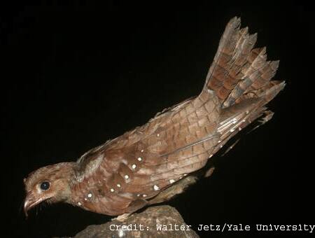 Evolutionary distinctness can help save birds from extinction ...