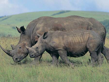 Rhinoceros to be extinct by 2020 | Environment News | Zee News