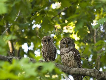 15 Indian bird species among globally endangered | Environment News ...