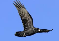 How ravens maintain their social relations | Environment News | Zee News