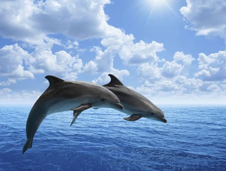 Dolphins originated 6 million years earlier than thought | Science News ...