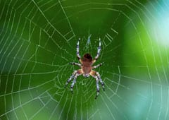 Scientists map the spider genome | Science News | Zee News