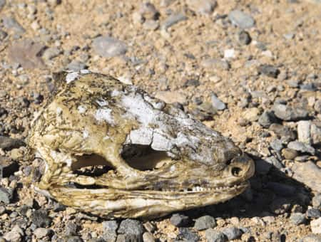 Prehistoric skeleton confirms first American origins | Science News ...