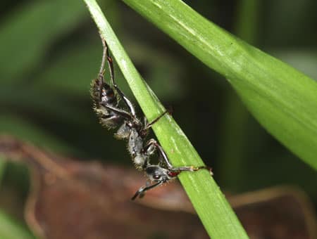 Secrets behind ant`s amazing strength revealed | Science News | Zee News