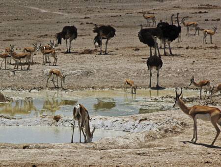 Species go extinct far faster than before: Study | Environment News ...