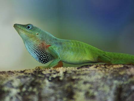 Mumbai scientist gets new lizard species named after him | Environment ...