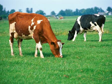 Study reveals how cattle evolved to have 2 toes | Science News | Zee News