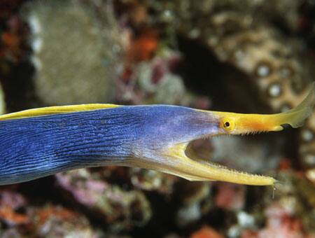 Electric eel`s genome reveal how fishes with electric organs evolved ...