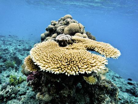 How one of Earth`s oldest reefs was formed 550m years ago | Environment ...
