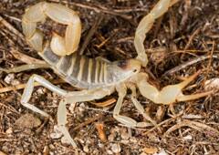How desert scorpions build cool burrows | Science News | Zee News