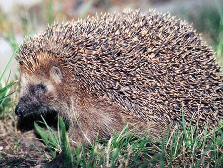 Scientists identify two-inch long hedgehog species | Science News | Zee ...