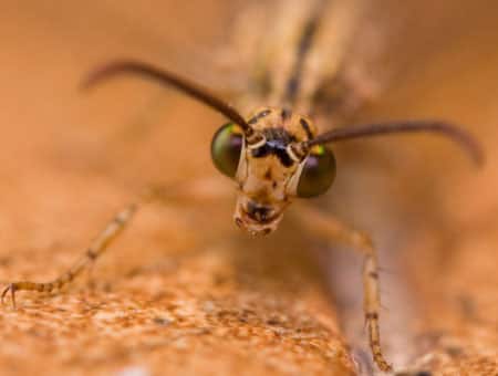 Moth eyes inspire more efficient solar cells | Science News | Zee News