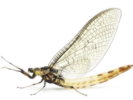 New species of mayfly discovered in India | Environment News | Zee News