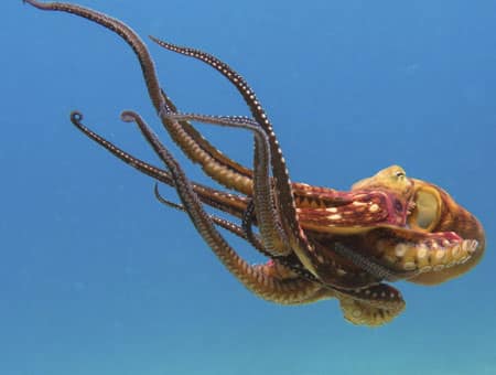 Mother octopus nourishes eggs for record breaking 4.5 years | Science ...