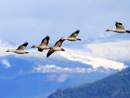 Long distance migration of new world birds evolved out of North America ...