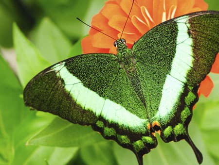 In a first, butterfly wing colours changed in lab | Science News | Zee News