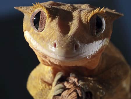 How geckos keep firm grip to climb walls | Science News | Zee News
