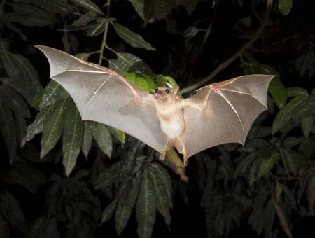 How bats track their targets in cluttered scenes revealed | Science ...