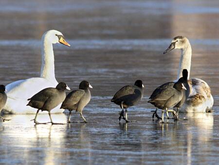Animal calls show resemblance to human language | Science News | Zee News
