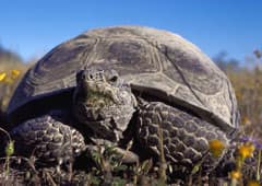 360 tortoises seized in Bengal | Environment News | Zee News