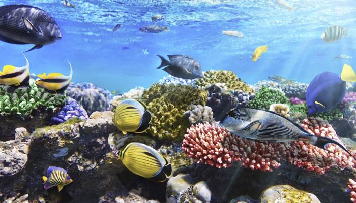 India's first 'Coral Garden' to be set up in Gujarat | Science ...