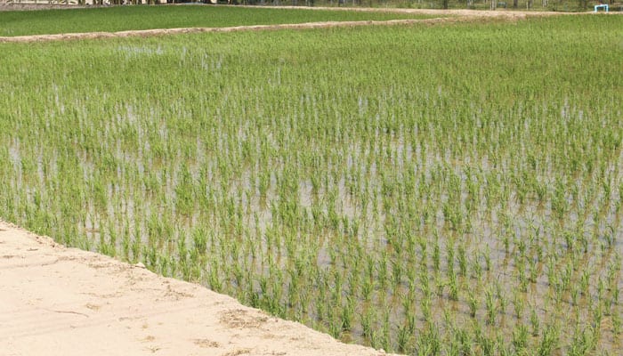 India's ozone pollution destroys crops enough to feed 94mn people ...