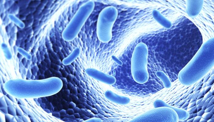 Protein in living bacterial cells mapped | Health News | Zee News