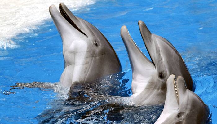 Socializing with dolphins helps killer whales learn to 'communicate ...