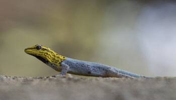 How 'geckos' move comfortably on steep, smooth downhill surfaces ...