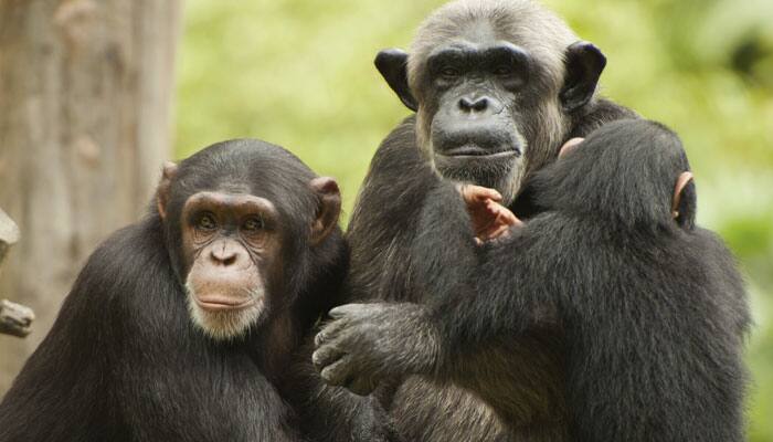 How chimps learn to use hunting tools | Science & Environment News ...