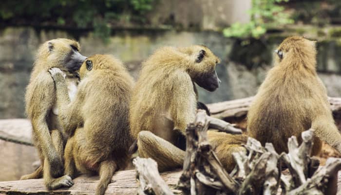 Himachal HC concerned over monkey menace | Environment News | Zee News