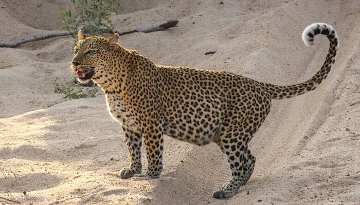 First GPS-collar study reveals how leopards co-exist with humans in ...