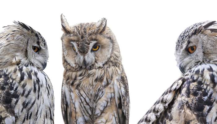Forest Owlet sighted in Tansa Wildlife Sanctuary | Science ...