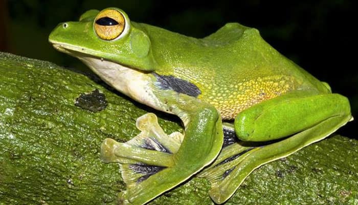 Incessant species disappearance can lead to 6th mass extinction within ...