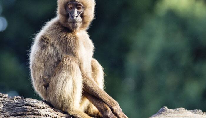 Monkey calls are more sophisticated than commonly believed | Science ...