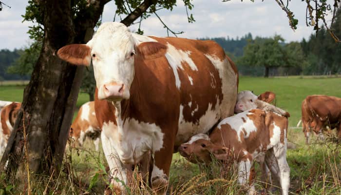 Know how cows communicate with their calves | Science News | Zee News