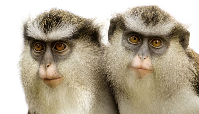 Monkeys far smarter than thought | Science & Environment News | Zee News