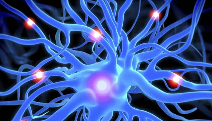 New insights into human nervous system's evolution | Science ...