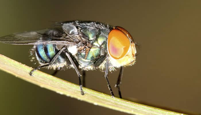 Scientists extend life of flies by 60 percent | Science & Environment ...