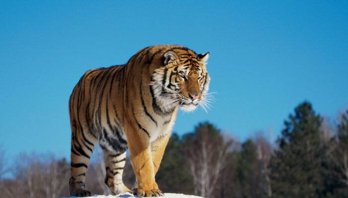 28 tigers in Bihar's Valmiki Tiger Reserve | Environment News | Zee News