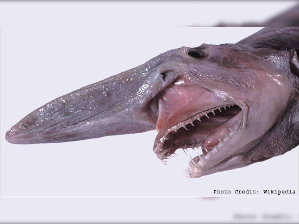 Rare alien of the deep goblin shark found in Australia