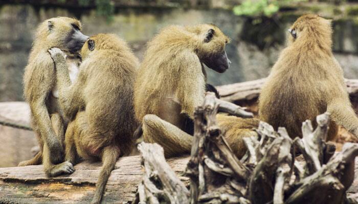 Young male monkeys prefer hanging around with dads to prepare for ...