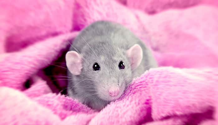Even rats can imagine and reason! | Science & Environment News | Zee News