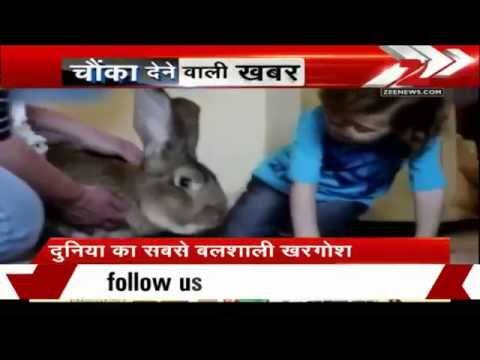 Meet Darius, the world's biggest rabbit! | Zee News