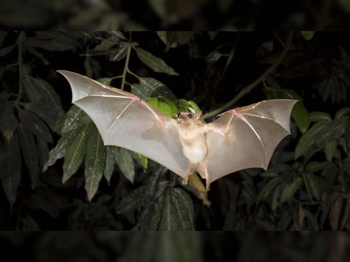 Bats use brain just like humans: Study