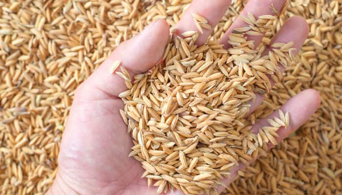 Silicon boosts sustainable rice production | Environment News | Zee News