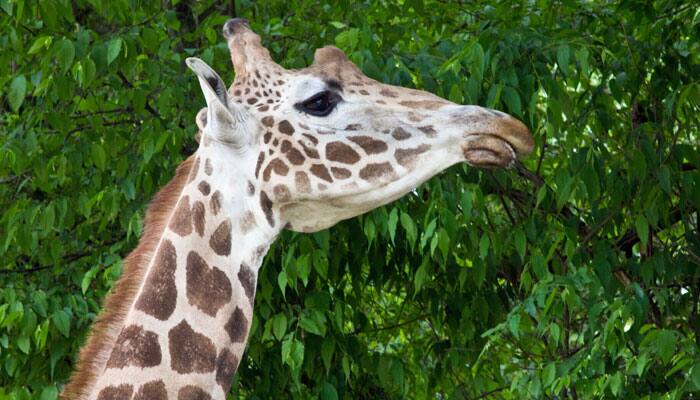 World at risk of 'empty landscape' as large herbivores face extinction ...